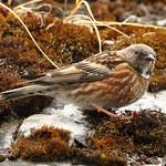 Altai Accentor / Prunella himalayana photo call and song