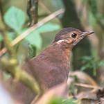 Brown Mesite / Mesitornis unicolor photo call and song