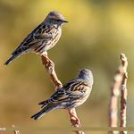 Altai Accentor / Prunella himalayana photo call and song