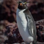 Western Rockhopper Penguin / Eudyptes chrysocome photo call and song
