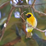 Guira Tanager / Hemithraupis guira photo call and song