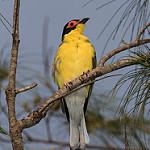 Australasian Figbird / Sphecotheres vieilloti photo call and song