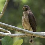 Roadside Hawk / Rupornis magnirostris photo call and song
