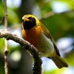 Guira Tanager / Hemithraupis guira photo call and song