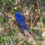 Blue Bunting / Cyanocompsa parellina photo call and song