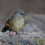 Scaly Laughingthrush / Trochalopteron subunicolor photo call and song