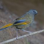 Scaly Laughingthrush / Trochalopteron subunicolor photo call and song