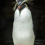 Western Rockhopper Penguin / Eudyptes chrysocome photo call and song