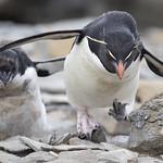 Western Rockhopper Penguin / Eudyptes chrysocome photo call and song