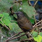 Scaly Laughingthrush / Trochalopteron subunicolor photo call and song