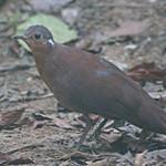 Brown Mesite / Mesitornis unicolor photo call and song