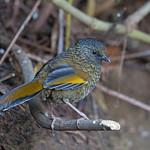 Scaly Laughingthrush / Trochalopteron subunicolor photo call and song