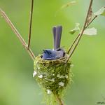 Black-naped Monarch / Hypothymis azurea photo call and song