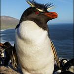Western Rockhopper Penguin / Eudyptes chrysocome photo call and song
