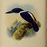 Society Kingfisher / Todiramphus veneratus photo call and song