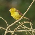 Sudan Golden Sparrow / Passer luteus photo call and song