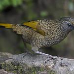 Scaly Laughingthrush / Trochalopteron subunicolor photo call and song