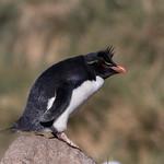 Western Rockhopper Penguin / Eudyptes chrysocome photo call and song