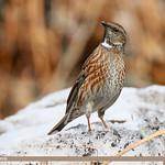 Altai Accentor / Prunella himalayana photo call and song