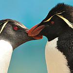 Western Rockhopper Penguin / Eudyptes chrysocome photo call and song