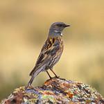 Altai Accentor / Prunella himalayana photo call and song