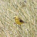 Sudan Golden Sparrow / Passer luteus photo call and song