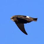 List of birds of Ireland