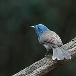Black-naped Monarch / Hypothymis azurea photo call and song