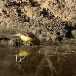 Sudan Golden Sparrow / Passer luteus photo call and song