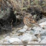 Altai Accentor / Prunella himalayana photo call and song