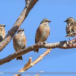 Altai Accentor / Prunella himalayana photo call and song