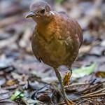 Brown Mesite / Mesitornis unicolor photo call and song