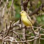 Sudan Golden Sparrow / Passer luteus photo call and song