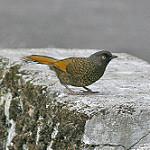 Scaly Laughingthrush / Trochalopteron subunicolor photo call and song