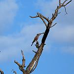 Azure Dollarbird / Eurystomus azureus photo call and song