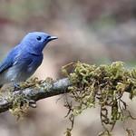 Black-naped Monarch / Hypothymis azurea photo call and song