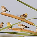 Sudan Golden Sparrow / Passer luteus photo call and song