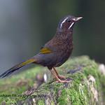 Scaly Laughingthrush / Trochalopteron subunicolor photo call and song