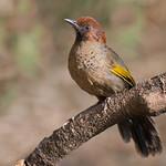 Scaly Laughingthrush / Trochalopteron subunicolor photo call and song