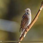Altai Accentor / Prunella himalayana photo call and song