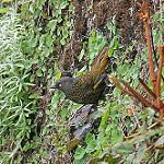 Scaly Laughingthrush / Trochalopteron subunicolor photo call and song