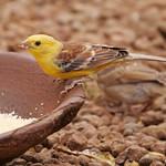 Sudan Golden Sparrow / Passer luteus photo call and song
