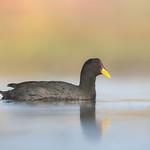 red fronted coot