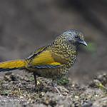 Scaly Laughingthrush / Trochalopteron subunicolor photo call and song
