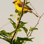 Sudan Golden Sparrow / Passer luteus photo call and song