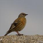 Altai Accentor / Prunella himalayana photo call and song