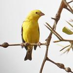 Sudan Golden Sparrow / Passer luteus photo call and song