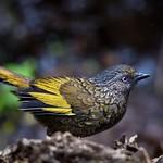 Scaly Laughingthrush / Trochalopteron subunicolor photo call and song