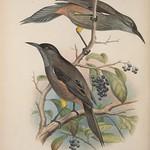 Kauai Oo / Moho braccatus photo call and song