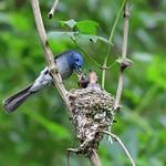 Black-naped Monarch / Hypothymis azurea photo call and song